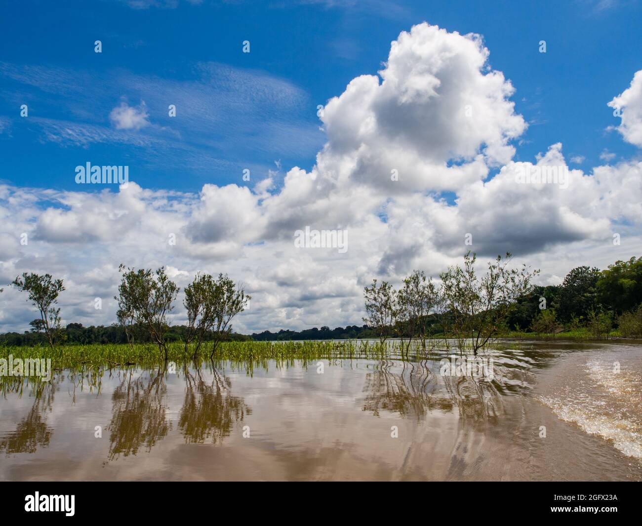 Amazon rainforest covered with water in the Javari Valley. The green ...