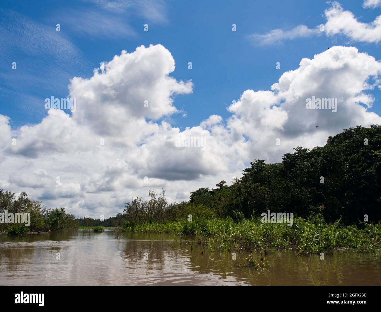 Amazon rainforest covered with water in the Javari Valley. The green ...