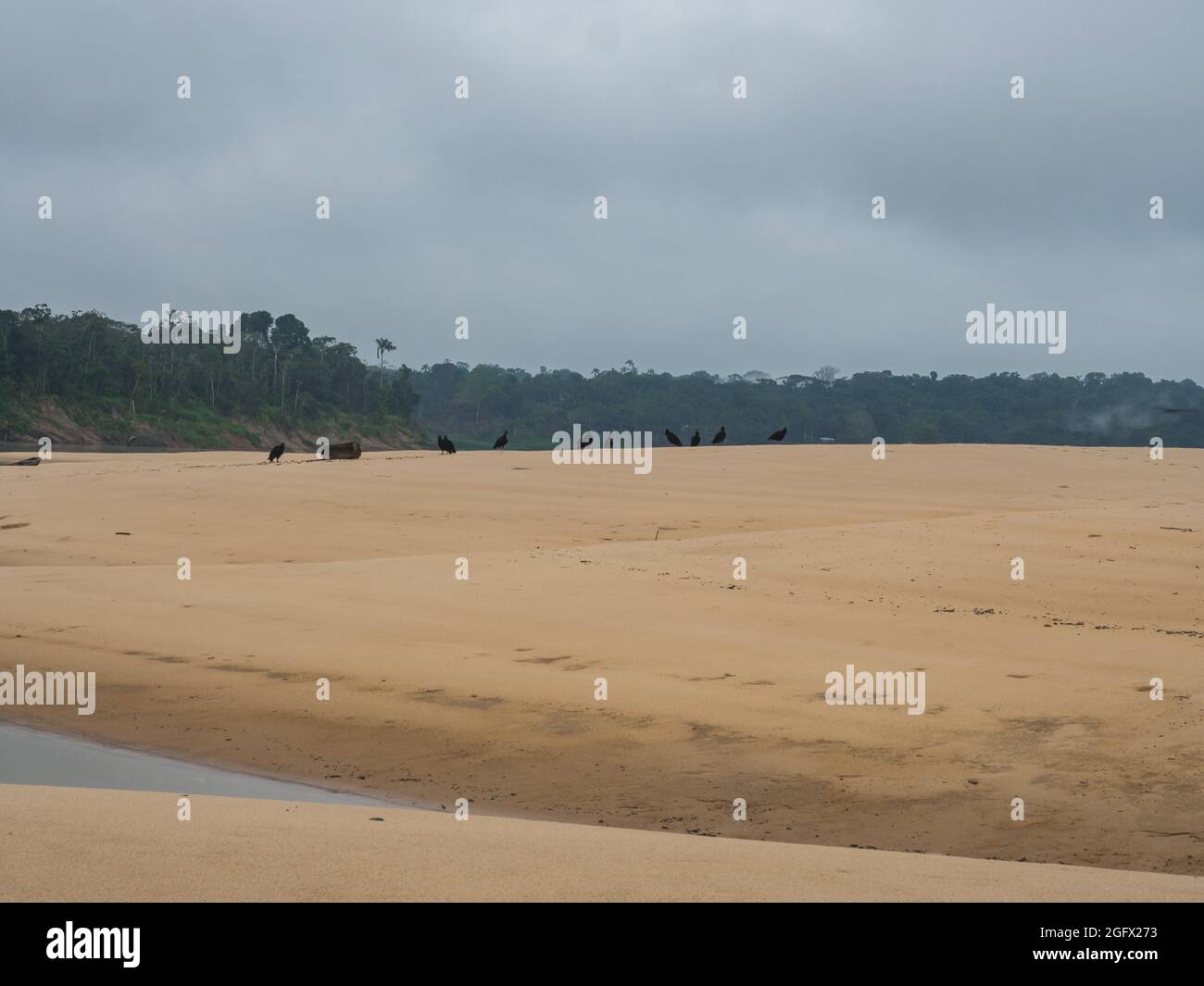 Sandy Amazon beach durinh low water season. Amazonia. Latin America ...