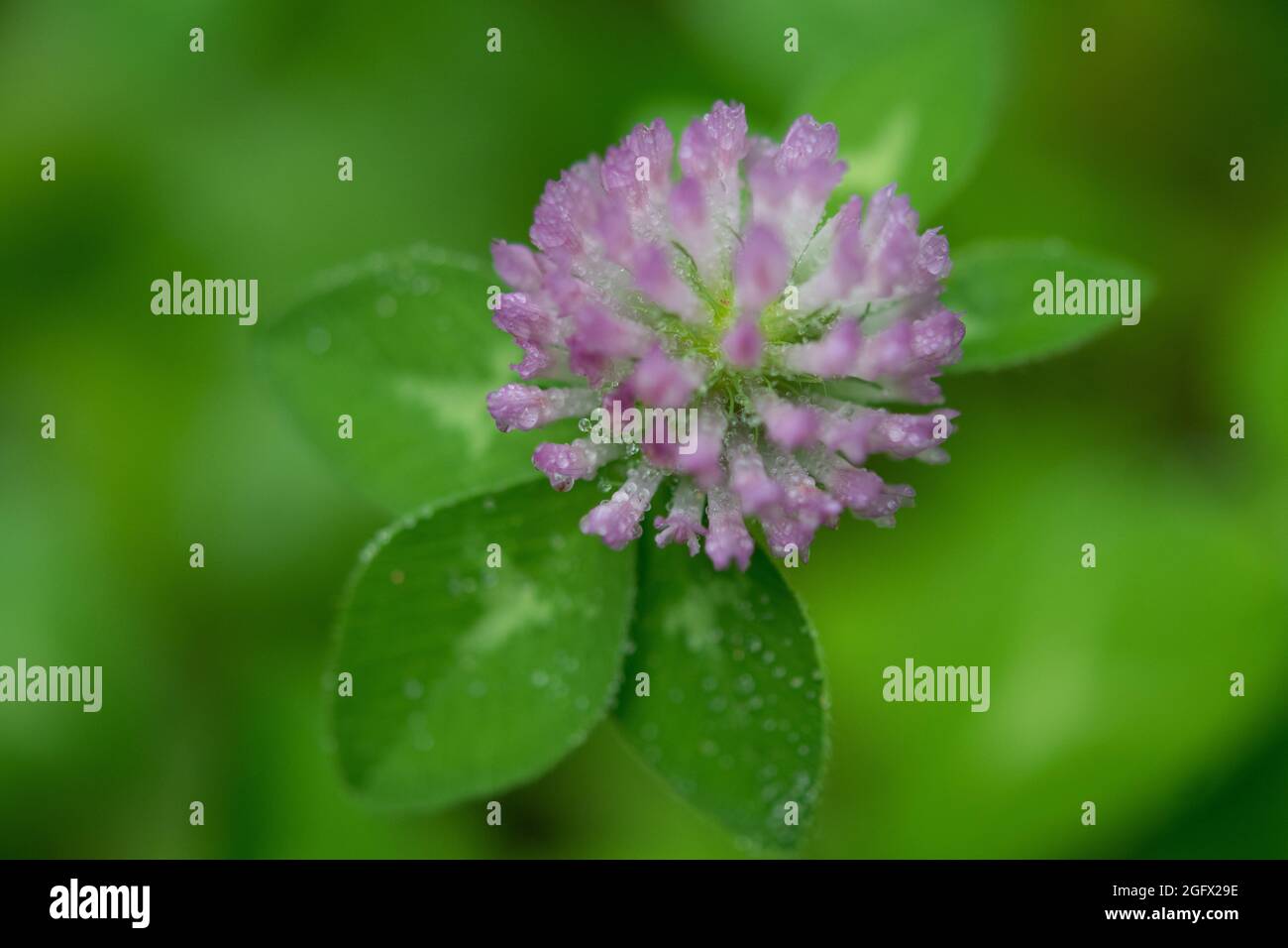 Clover petals hi-res stock photography and images - Alamy