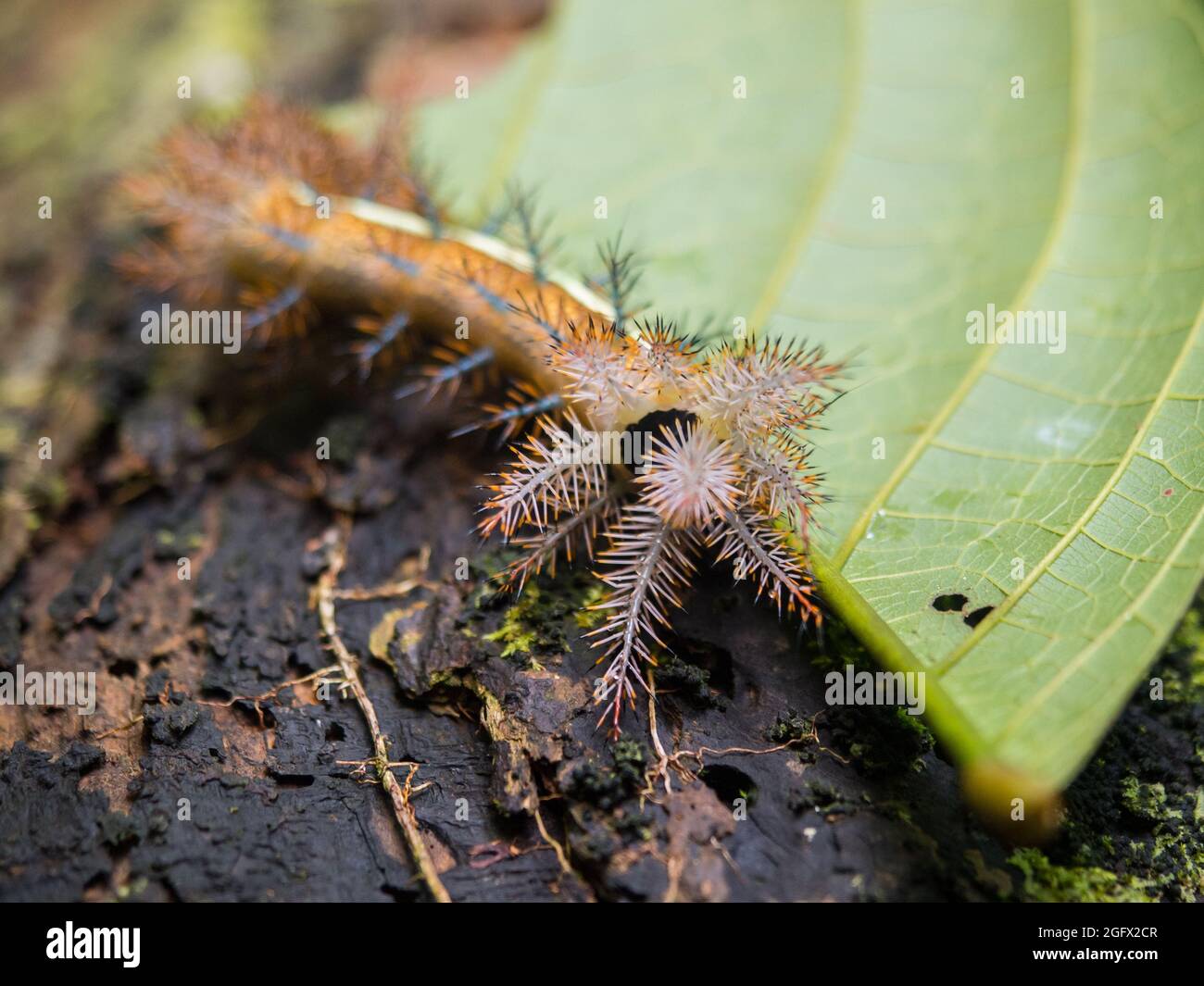 A beautiful and dangerous bug called 'Bayuca' living in the Amazon ...