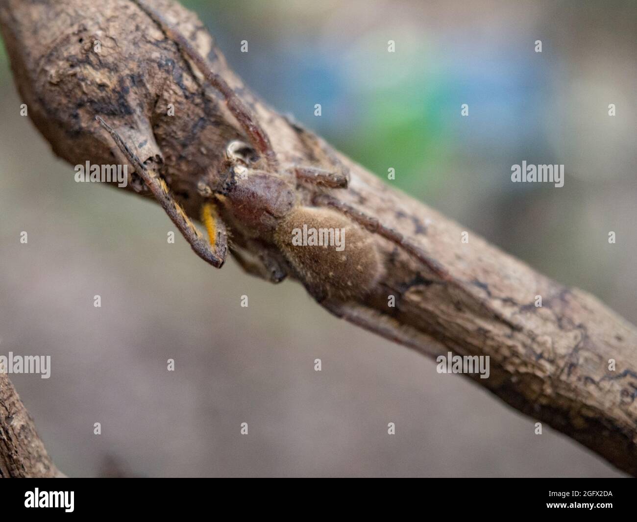 The Amazon spider is hiding on a stick in the Amazon rainforest Stock ...