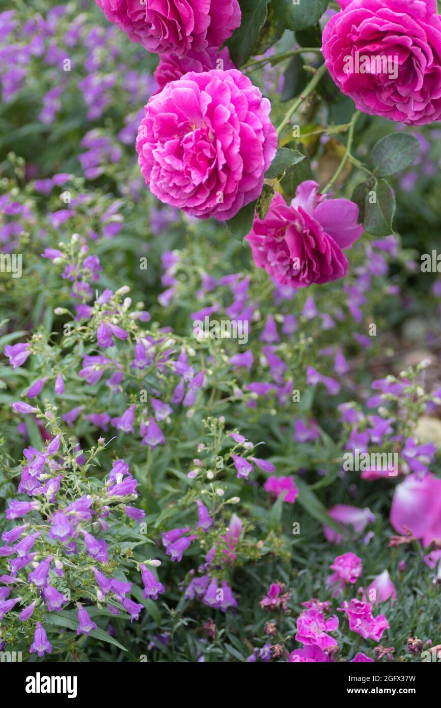 Flowers of a dark pink shrub rose dropping to the ground Stock Photo ...