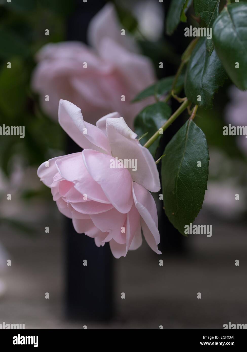 Pink rose arbor hi-res stock photography and images - Alamy