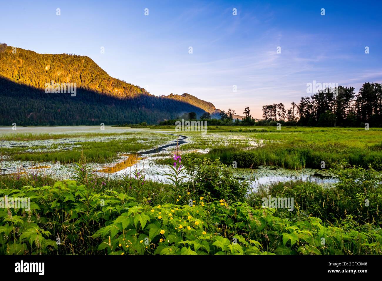 View of Wetland along Pitt River in Pitt-Addington Marsh Nature ...