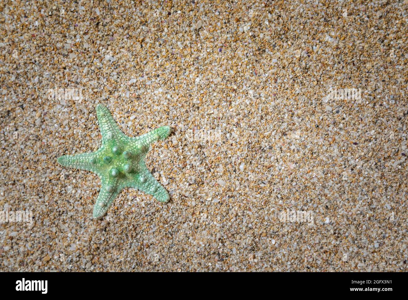 Starfish on beach sand hi-res stock photography and images - Alamy