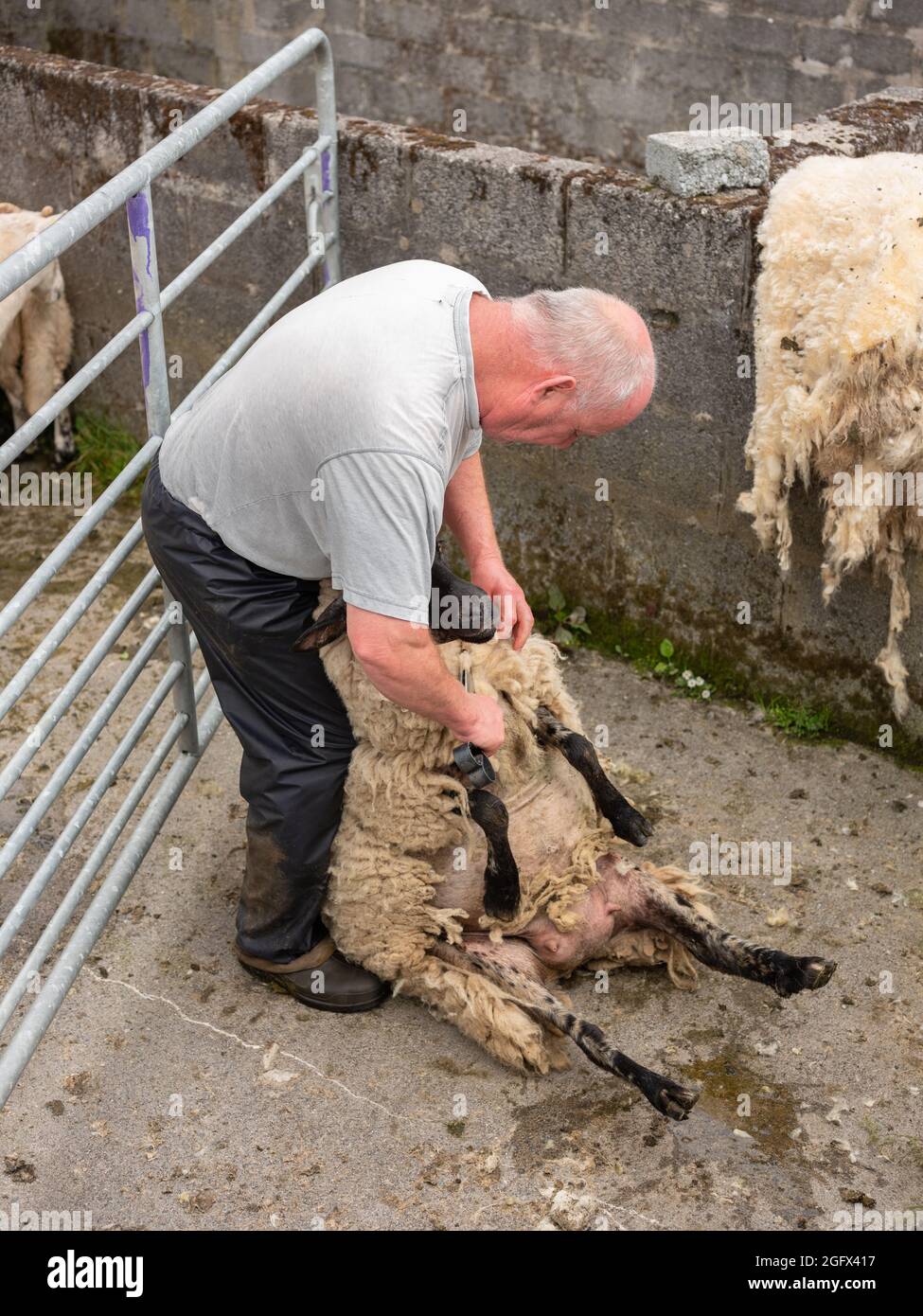 Irish sheep hi-res stock photography and images - Alamy