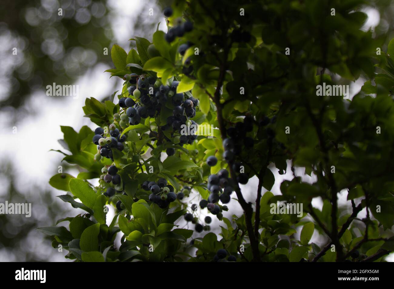Berries in the bush of Sao Jorge, Azores islands Stock Photo - Alamy