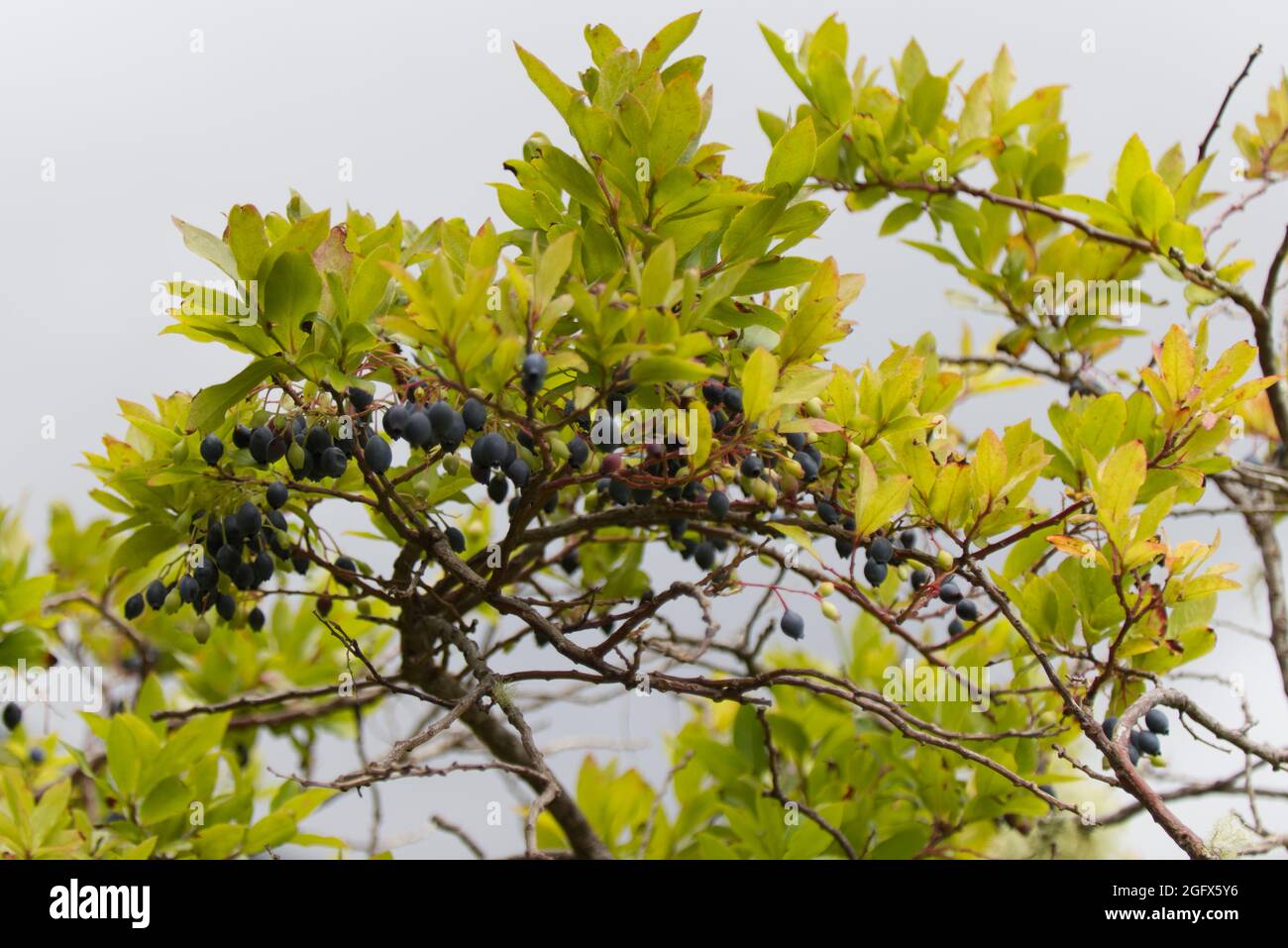 Berries in the bush of Sao Jorge, Azores islands Stock Photo - Alamy