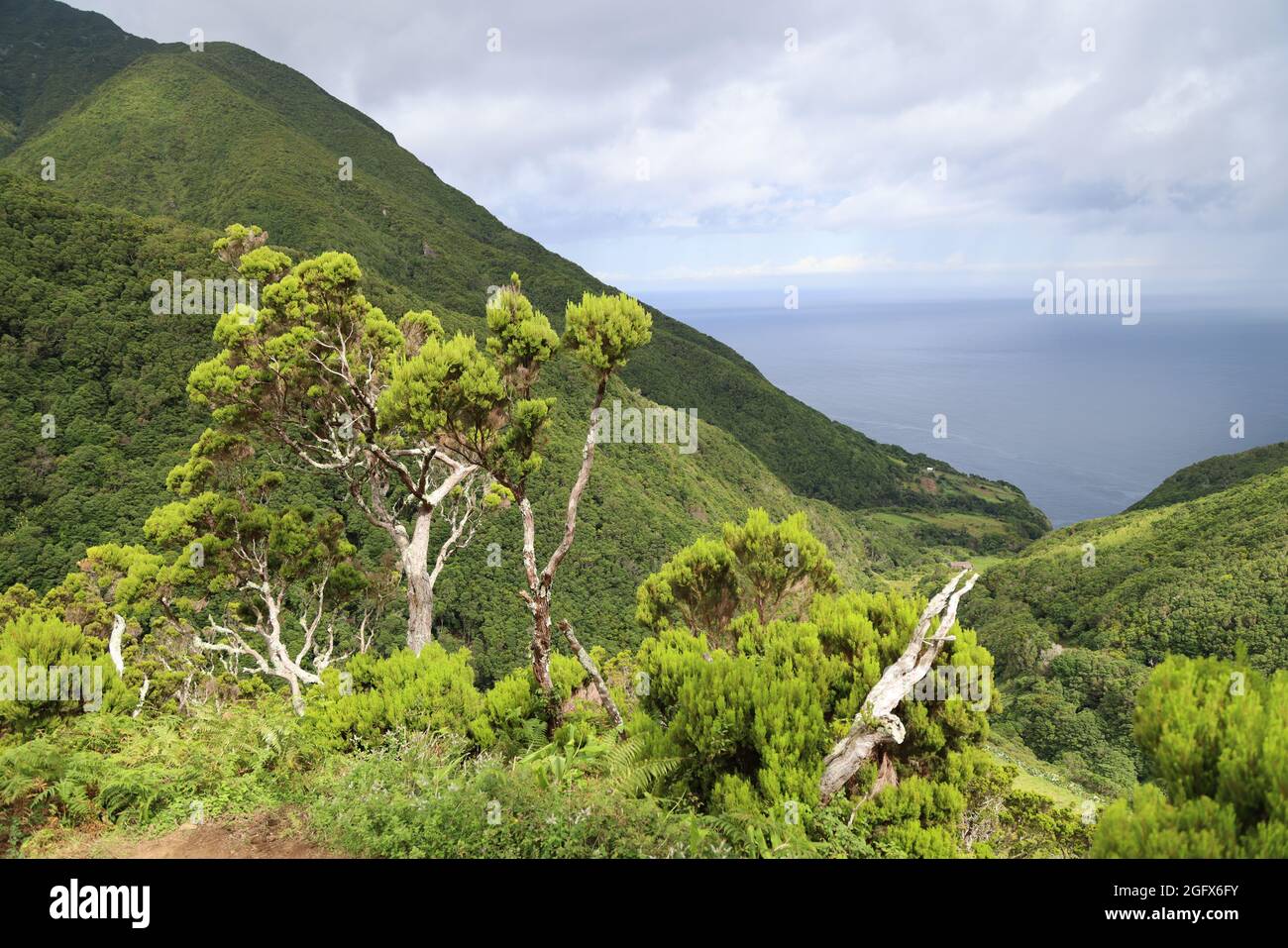 The characteristic vegetation of the island of Sao Jorge in the Azores ...