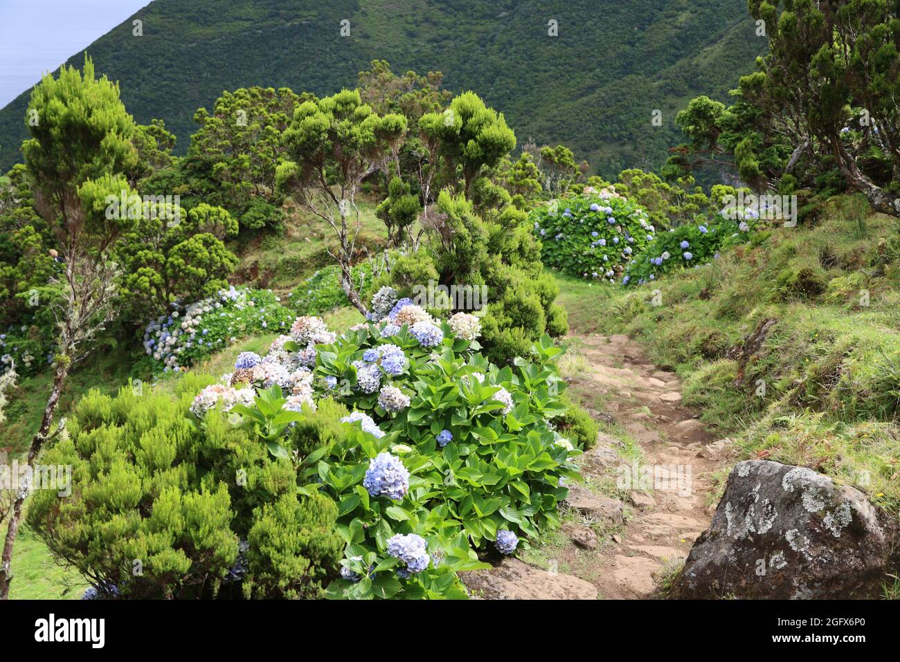 The characteristic vegetation of the island of Sao Jorge in the Azores ...