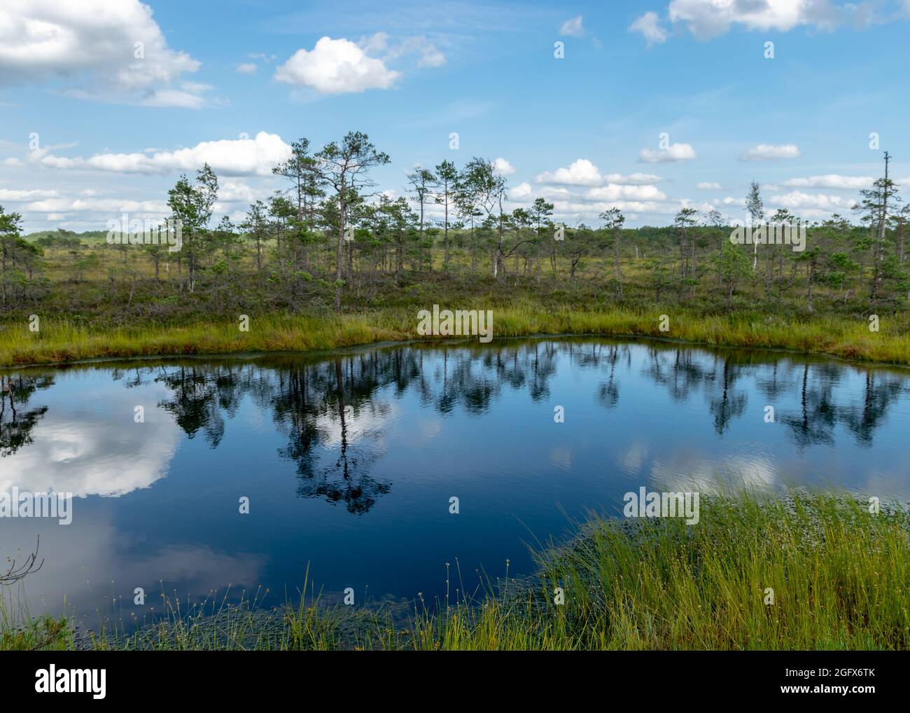 traditional bog landscape with bog trees, lake, grass and moss. Cloud ...