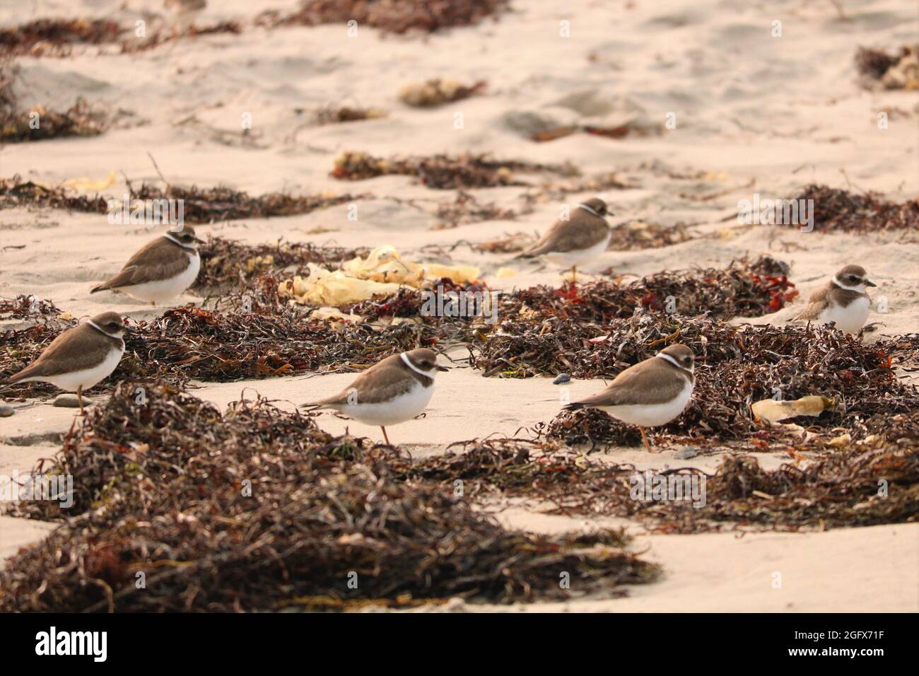 Beach plover hi-res stock photography and images - Alamy