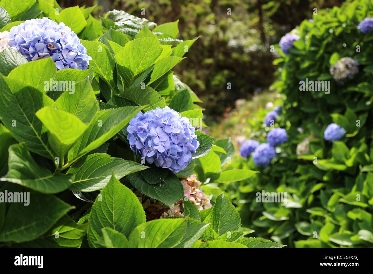 The Hydrangeas of the Azores islands Stock Photo - Alamy