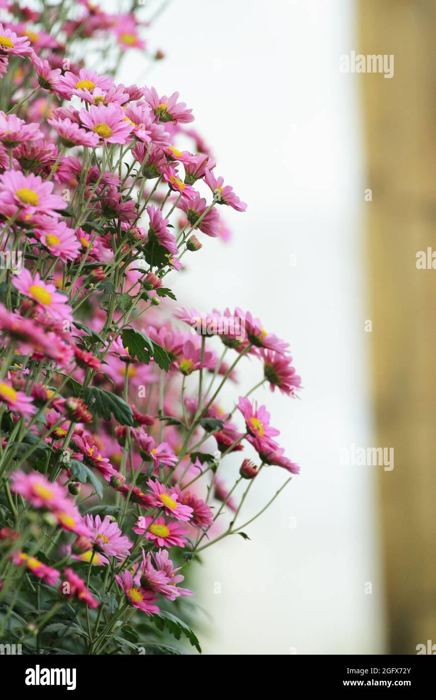 Pink flowers with the blurred background viewed from side Stock Photo ...