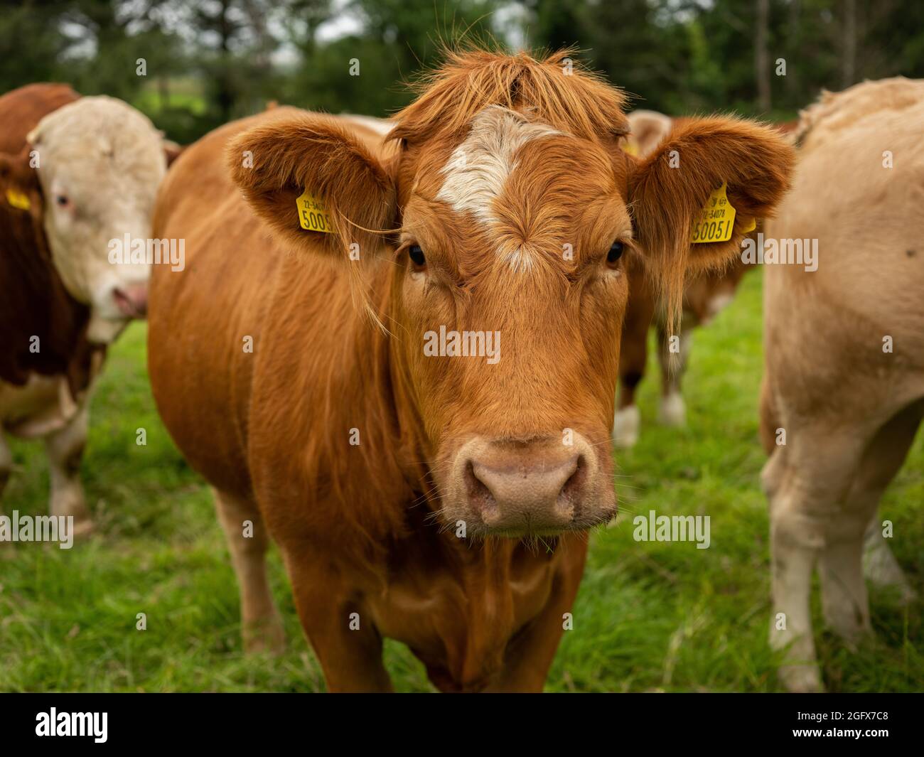 Ireland cow hi-res stock photography and images - Alamy