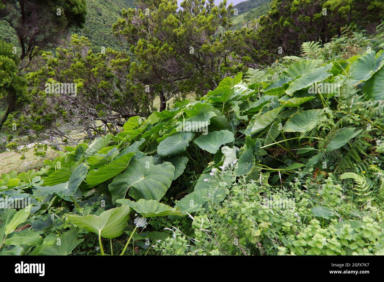 The characteristic vegetation of the island of Sao Jorge in the Azores ...