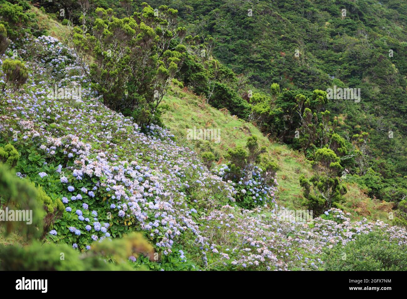 The characteristic vegetation of the island of Sao Jorge in the Azores ...