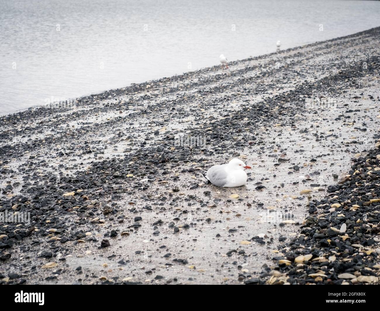 High angle shot of a white seagull on the coast with sandy beach on a ...
