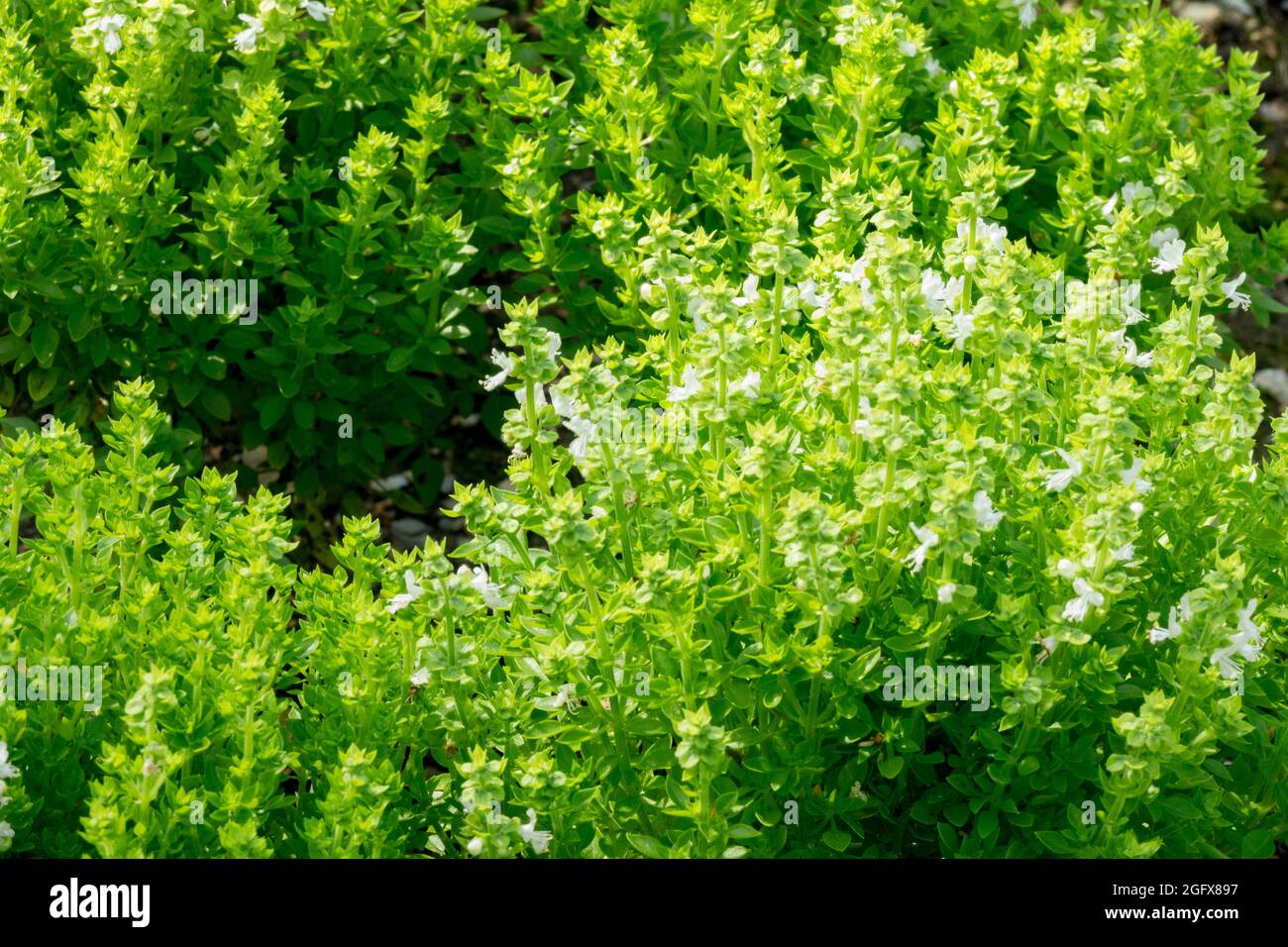 Basil herb garden Ocimum basilicum 'Piccolino' Stock Photo - Alamy