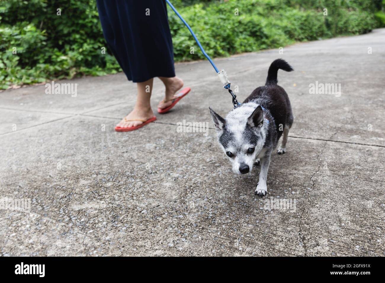 Mature woman little old dog hi-res stock photography and images - Alamy