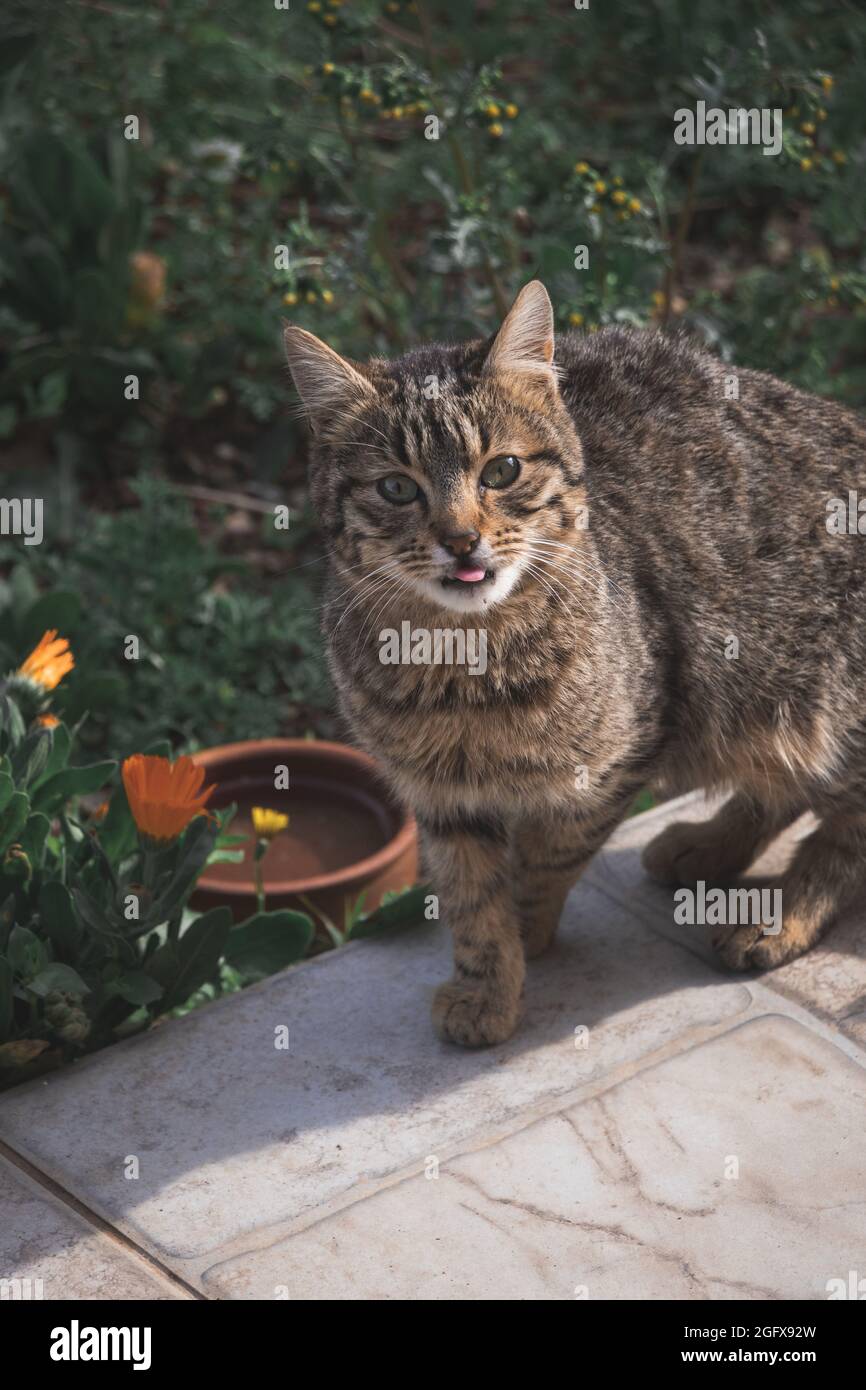 Cat in the garden observing the landscape Stock Photo - Alamy
