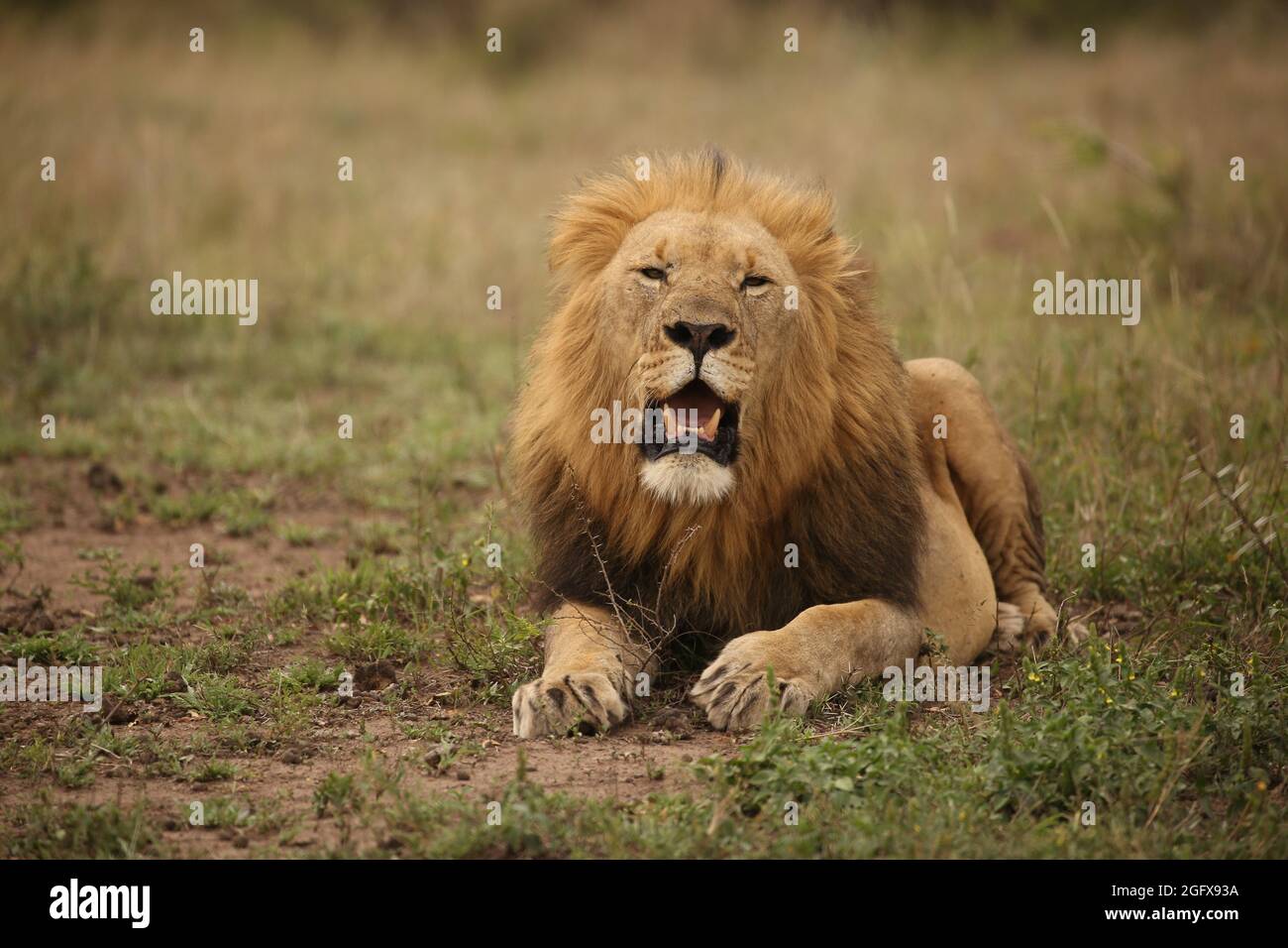 The lion was relaxing alone before the cubs came to play. PHINDA ...