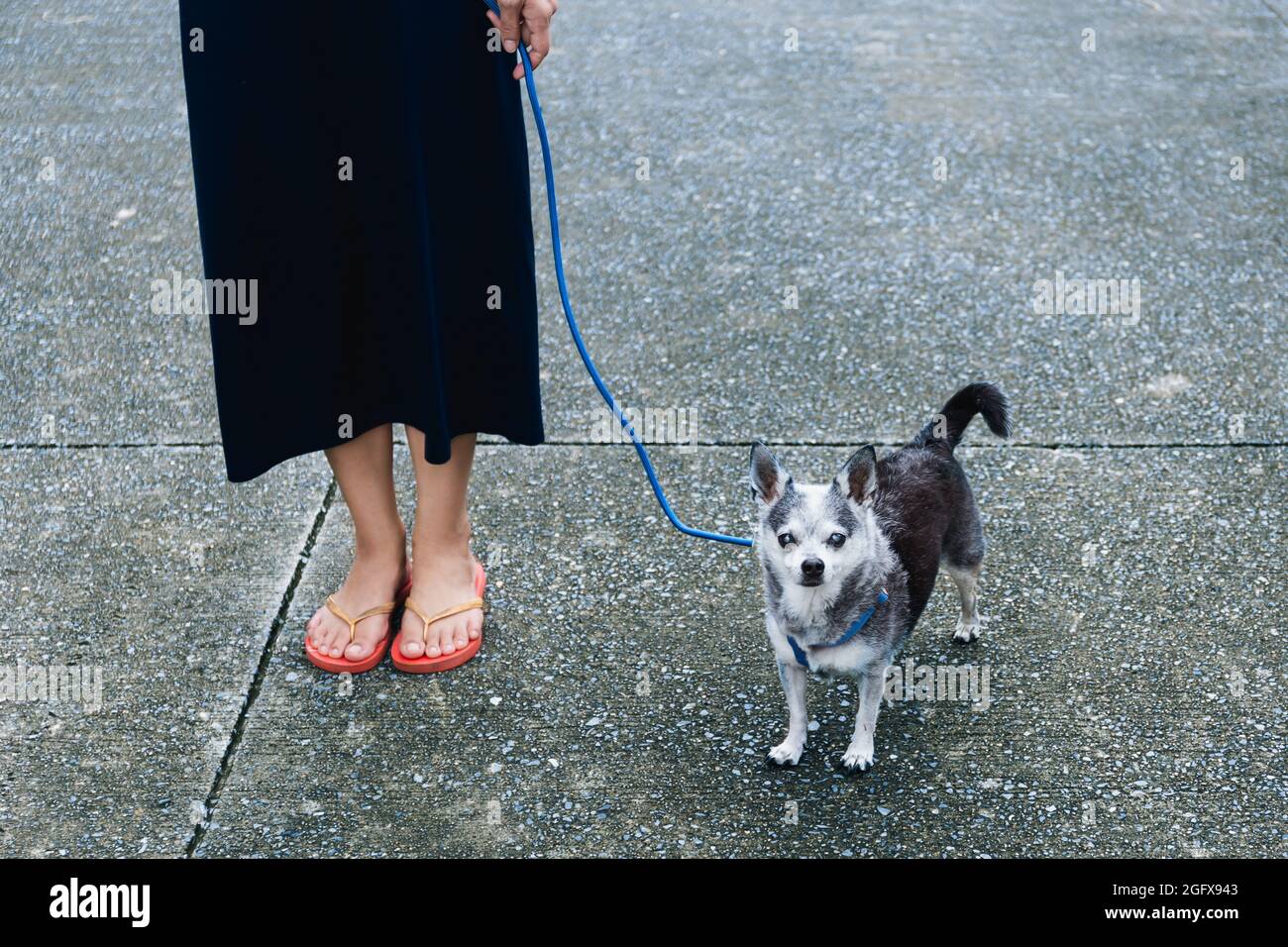 Mature woman little old dog hi-res stock photography and images - Alamy