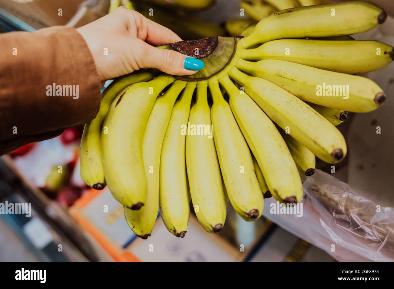 Branch of small ripe bananas in female hand Stock Photo - Alamy