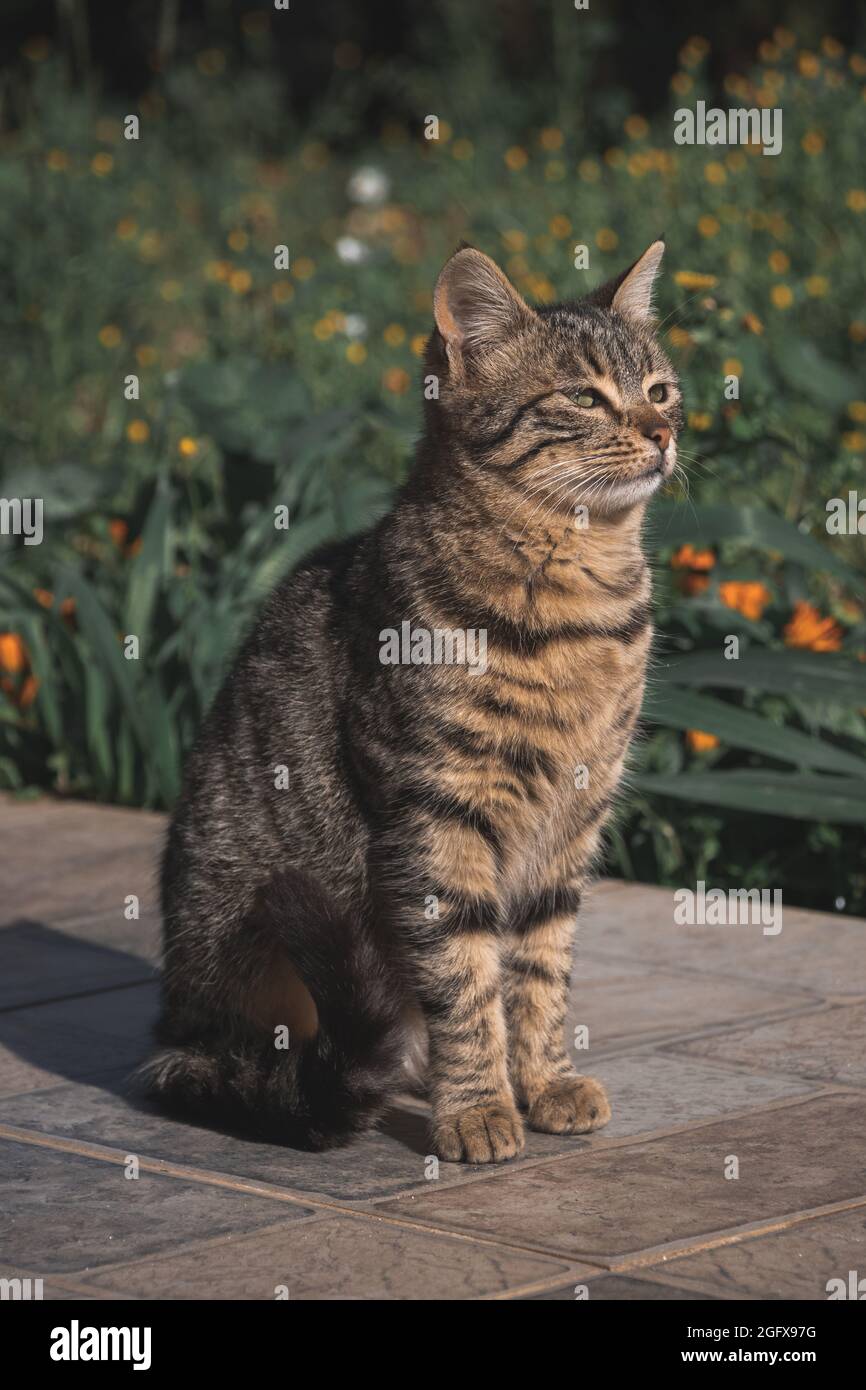Cat in the garden observing the landscape Stock Photo - Alamy