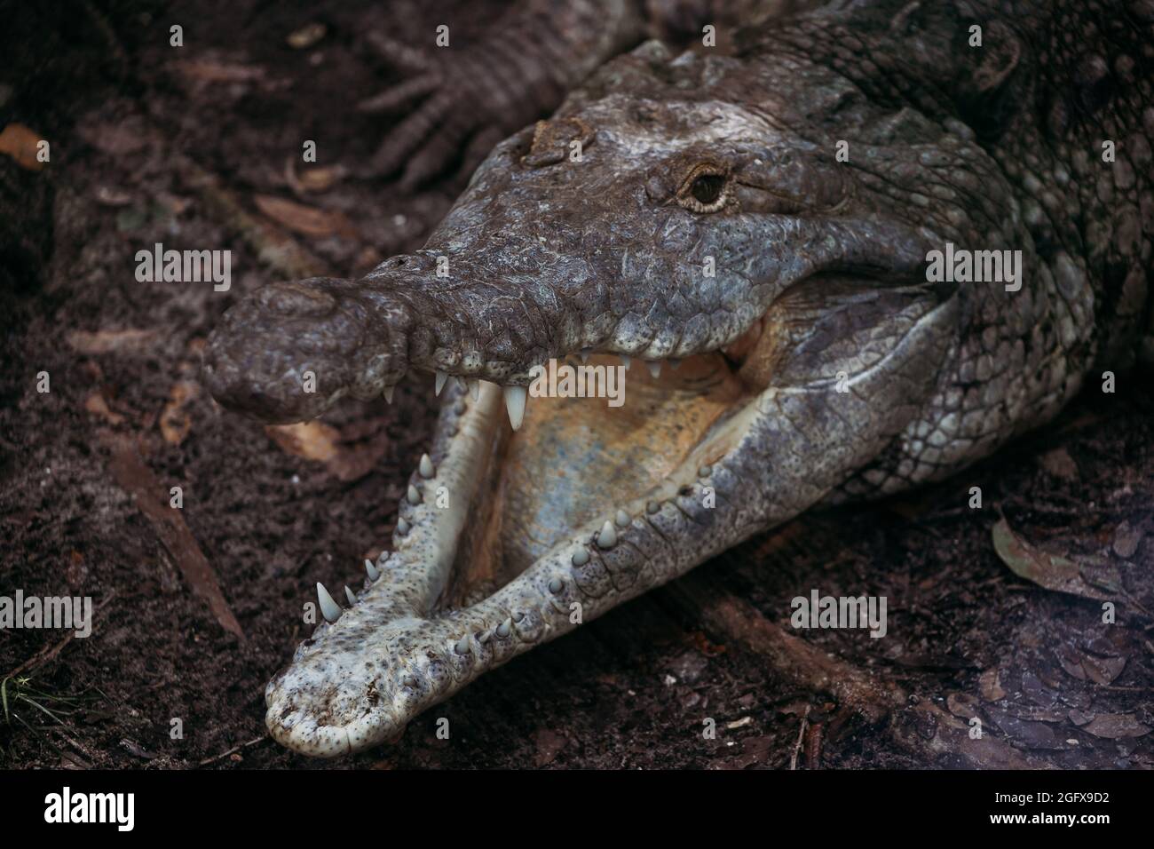 Alligator relaxing with its mouth open, showing a beautiful shot of ...