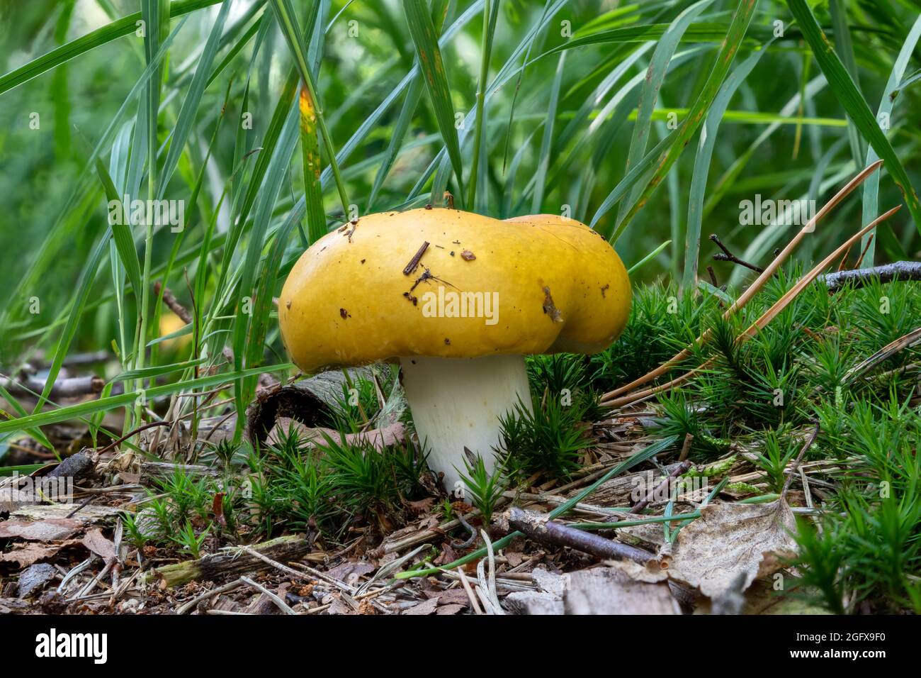 Close up of a yellow swamp russula mushroom between pine needles and ...