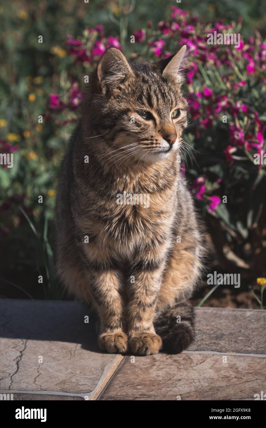 Cat in the garden observing the landscape Stock Photo - Alamy