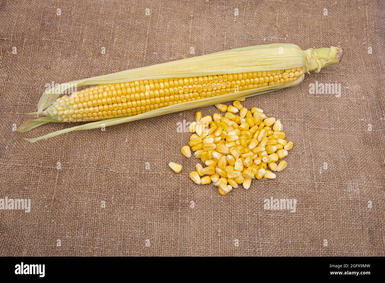 Corn seed cob on old burlap Stock Photo - Alamy