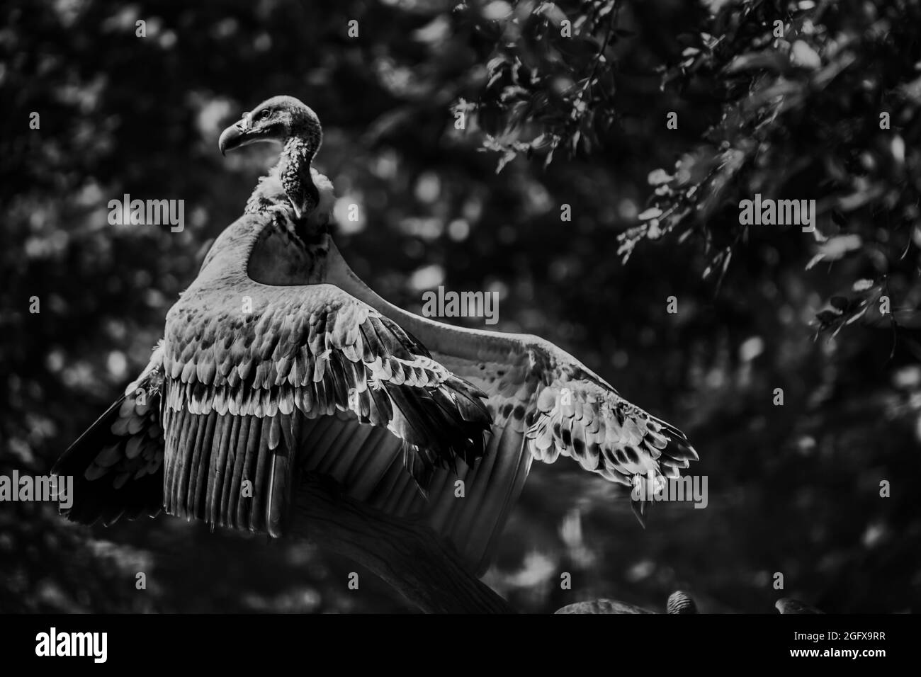 Animals sunning Black and White Stock Photos & Images - Alamy