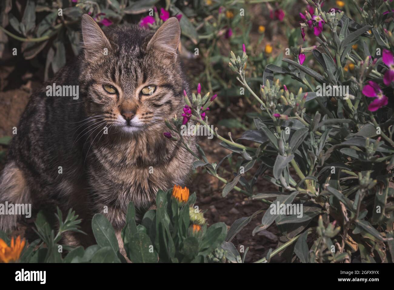 Cat in the garden observing the landscape Stock Photo - Alamy