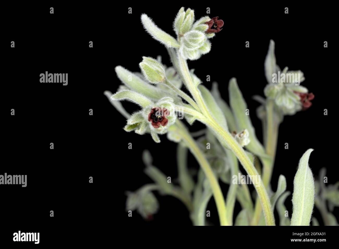 Monotypic species hi-res stock photography and images - Alamy