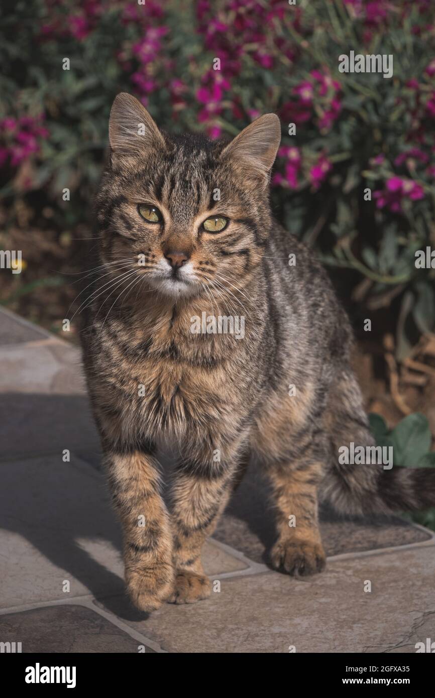Cat in the garden observing the landscape Stock Photo - Alamy