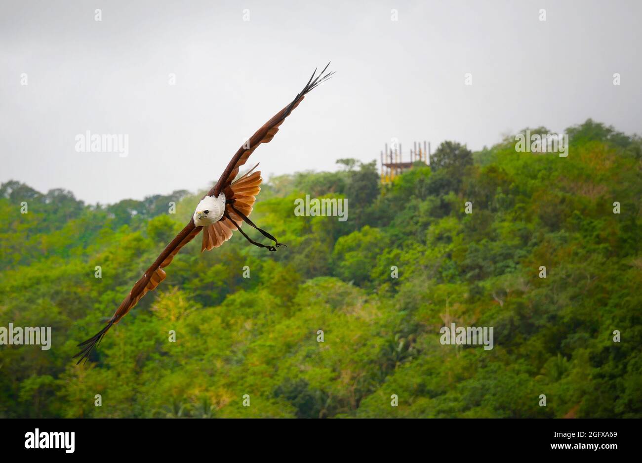 Hawk flying above hi-res stock photography and images - Alamy
