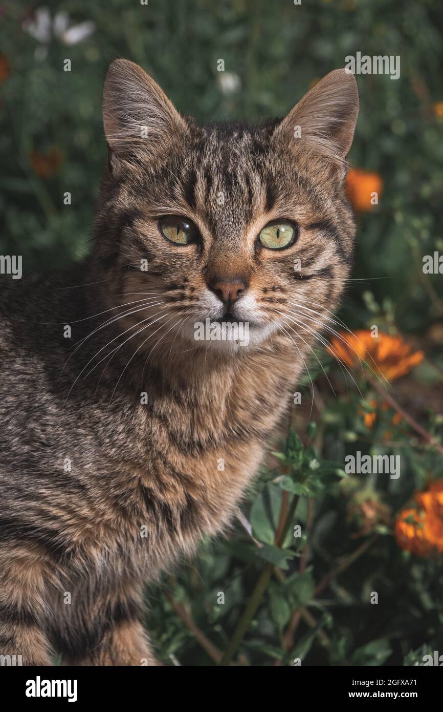Cat in the garden observing the landscape Stock Photo - Alamy
