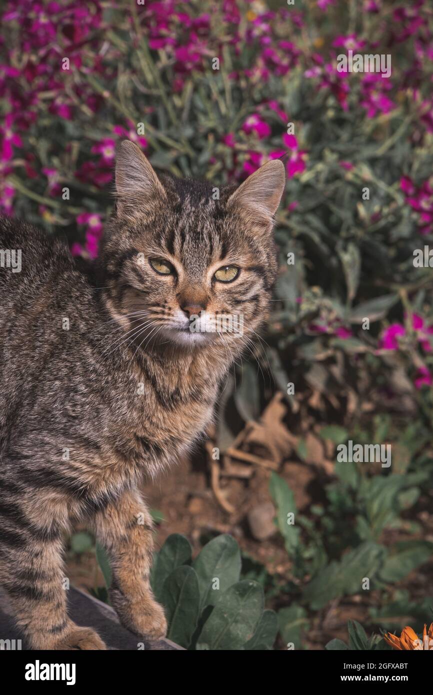 Cat in the garden observing the landscape Stock Photo - Alamy