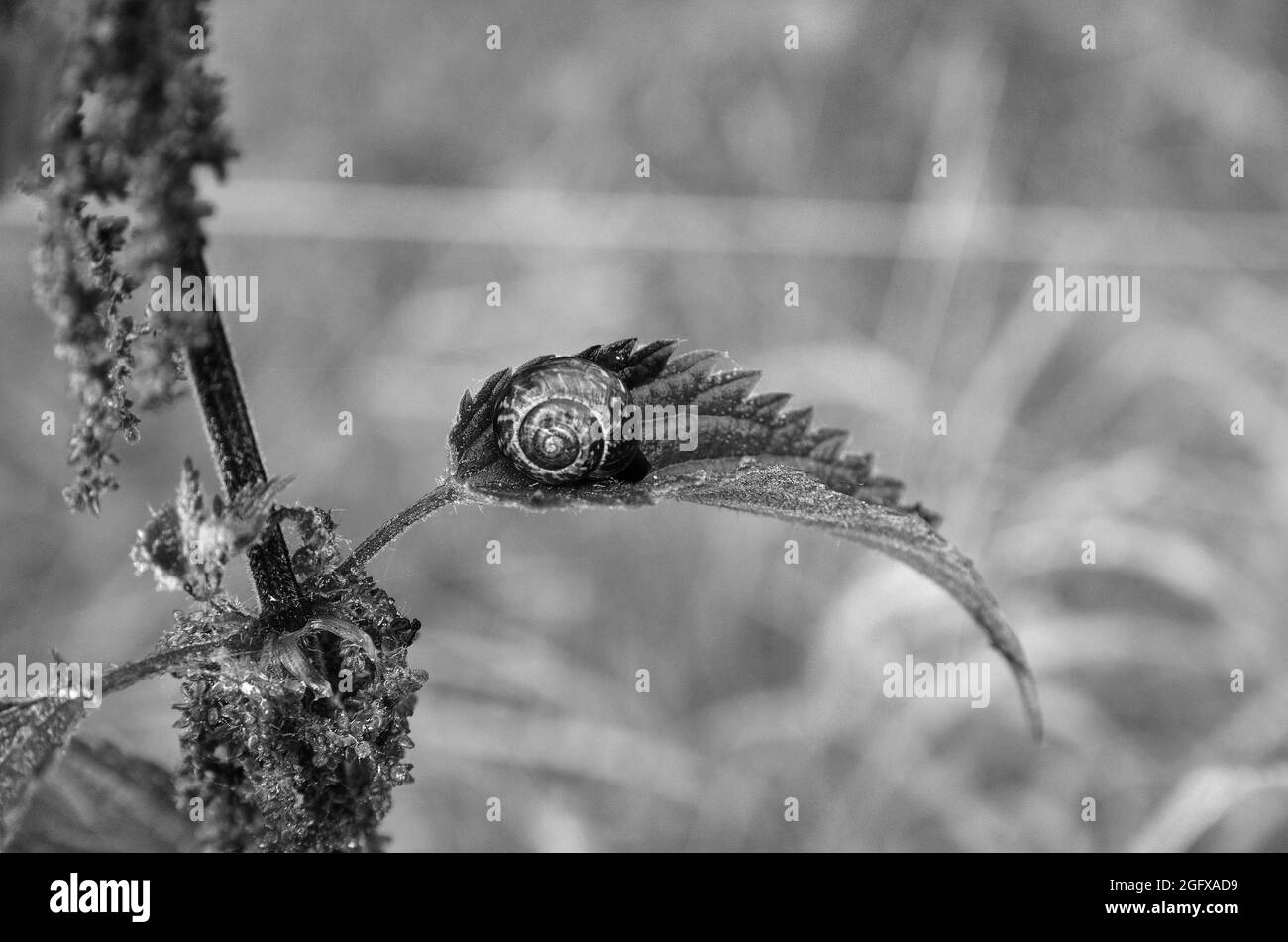 Grayscale closeup shot of a snail shell on a leaf Stock Photo - Alamy
