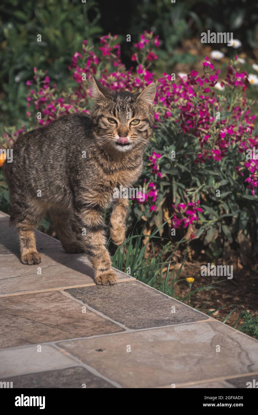Cat in the garden observing the landscape Stock Photo - Alamy