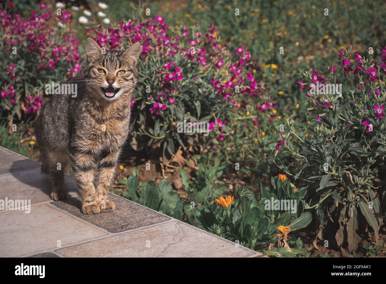 Cat in the garden observing the landscape Stock Photo - Alamy