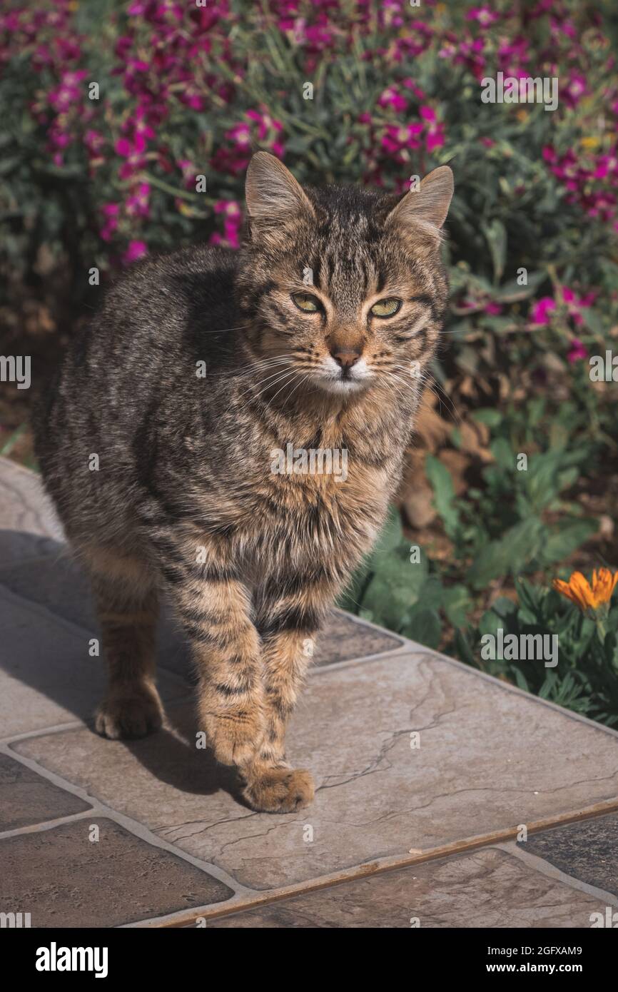Cat in the garden observing the landscape Stock Photo - Alamy