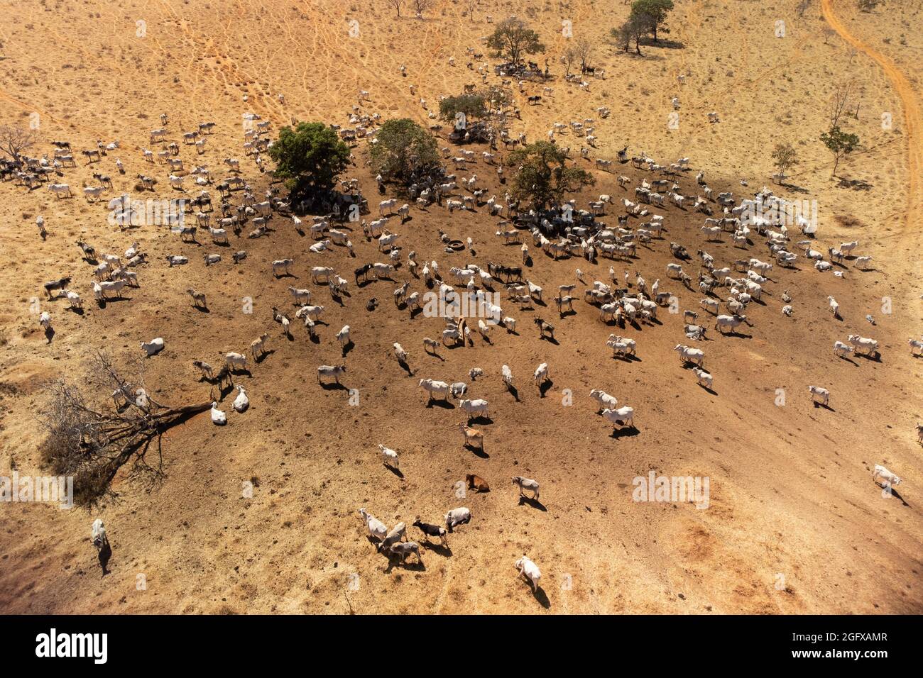 aerial view of gazing cows in a field, Brazilian landscape Stock Photo ...