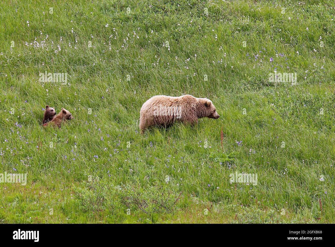 Manager arguing with umpire hi-res stock photography and images - Alamy