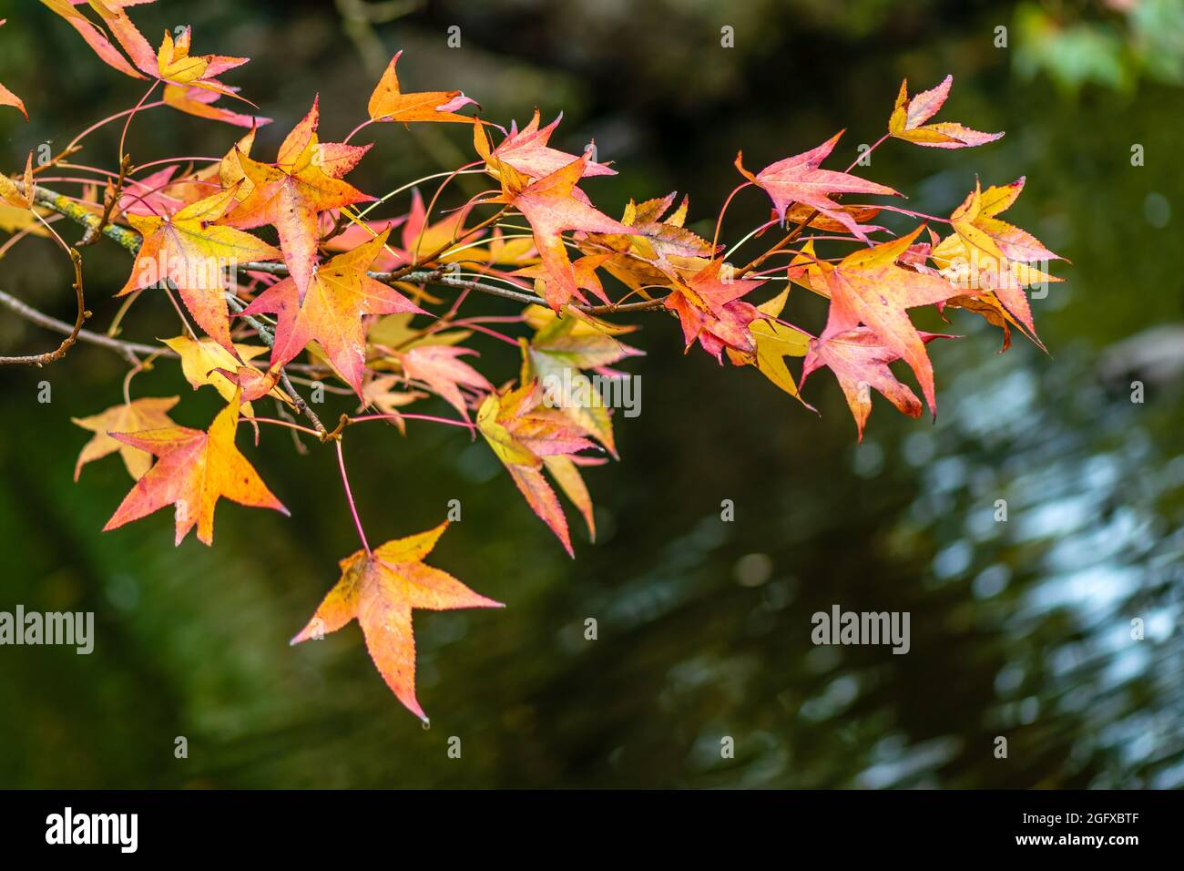 Autumn leaves on maple tree branch Stock Photo - Alamy