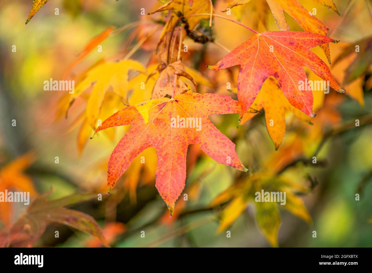 Beautiful Autumn coloured leaves on Maple tree branch Stock Photo - Alamy