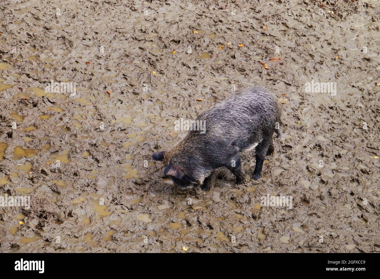 Wild boar on ground Stock Photo - Alamy